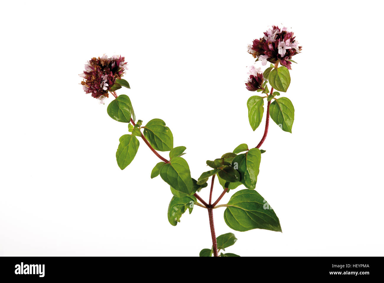 Flowering oregano (Origanum vulgare Stock Photo - Alamy