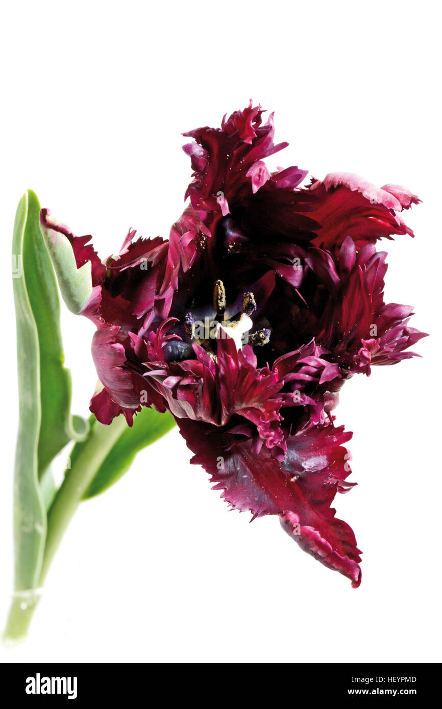Purple Parrot Tulip (Tulipa Stock Photo - Alamy