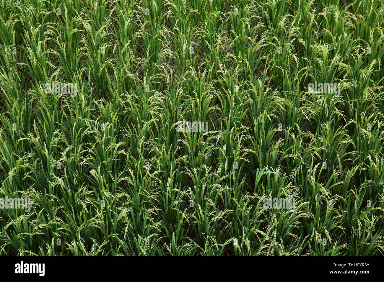 Top view of Rice field Stock Photo - Alamy