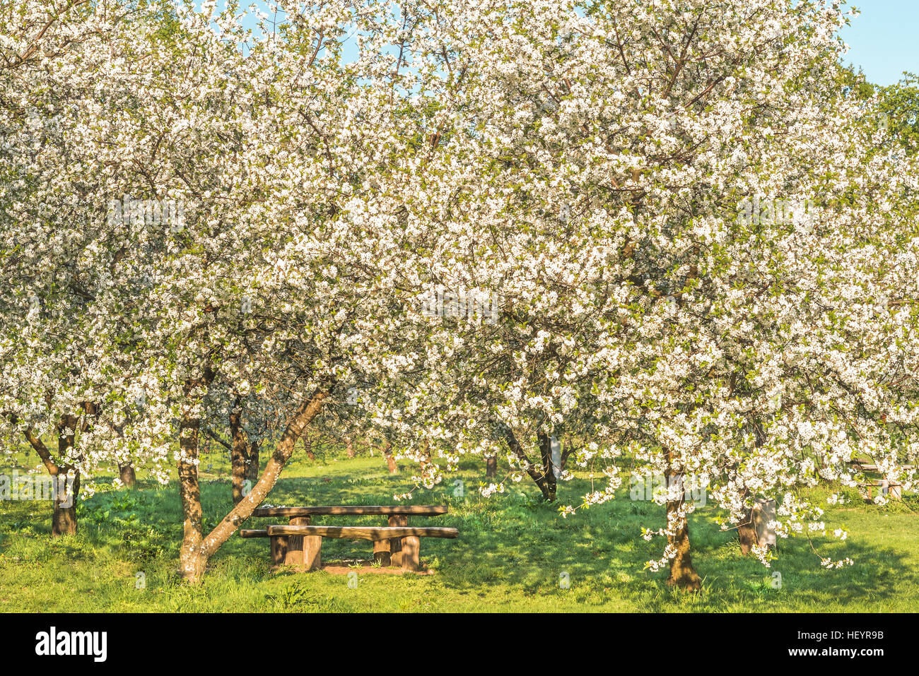Cherry orchard hi-res stock photography and images - Alamy