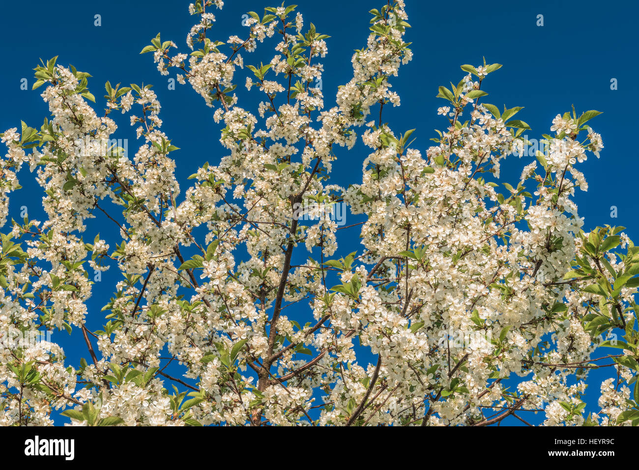 Cherry orchard landscape agriculture spring hi-res stock photography ...