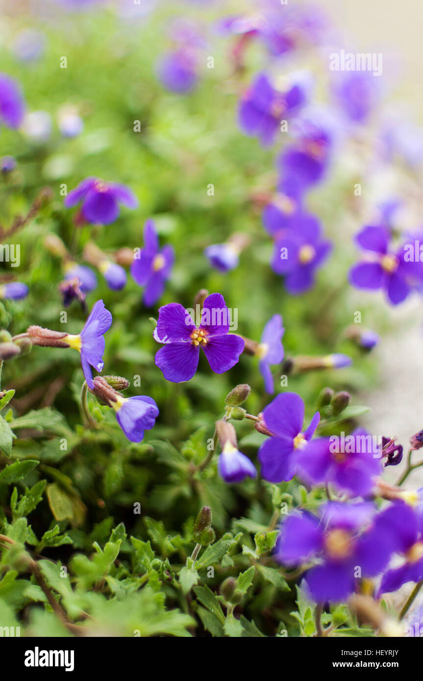 Purple rock cress hi-res stock photography and images - Alamy