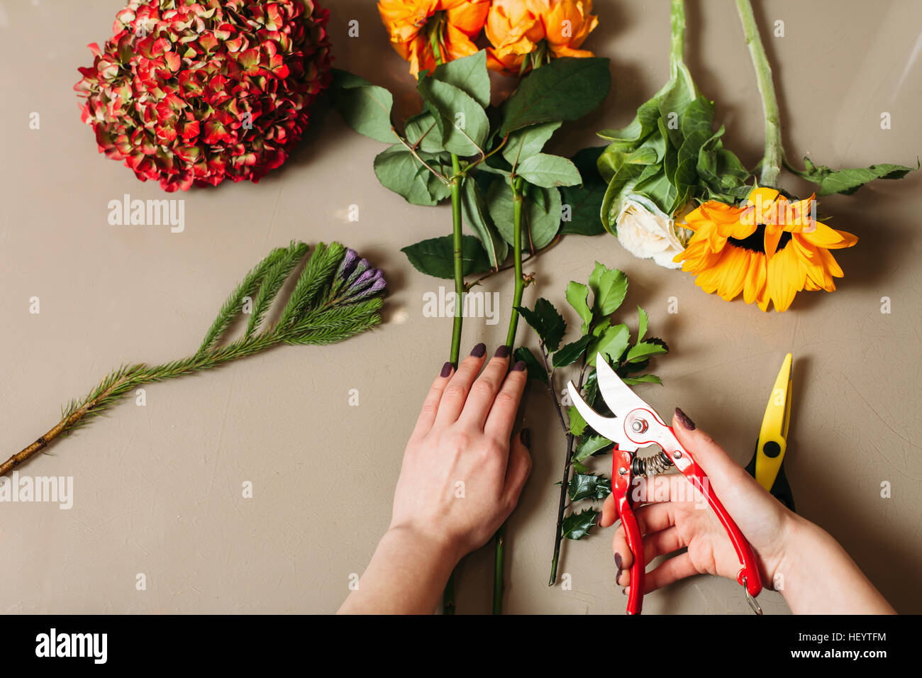 Florist hands cutting rose with garden scissors Stock Photo - Alamy