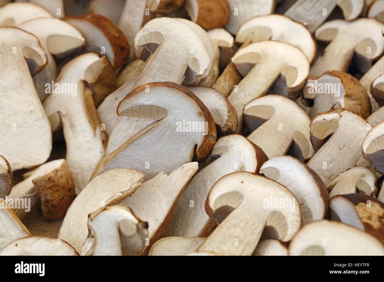 Fresh autumn season halved cut porcini mushrooms (ceps, Boletus edulis ...