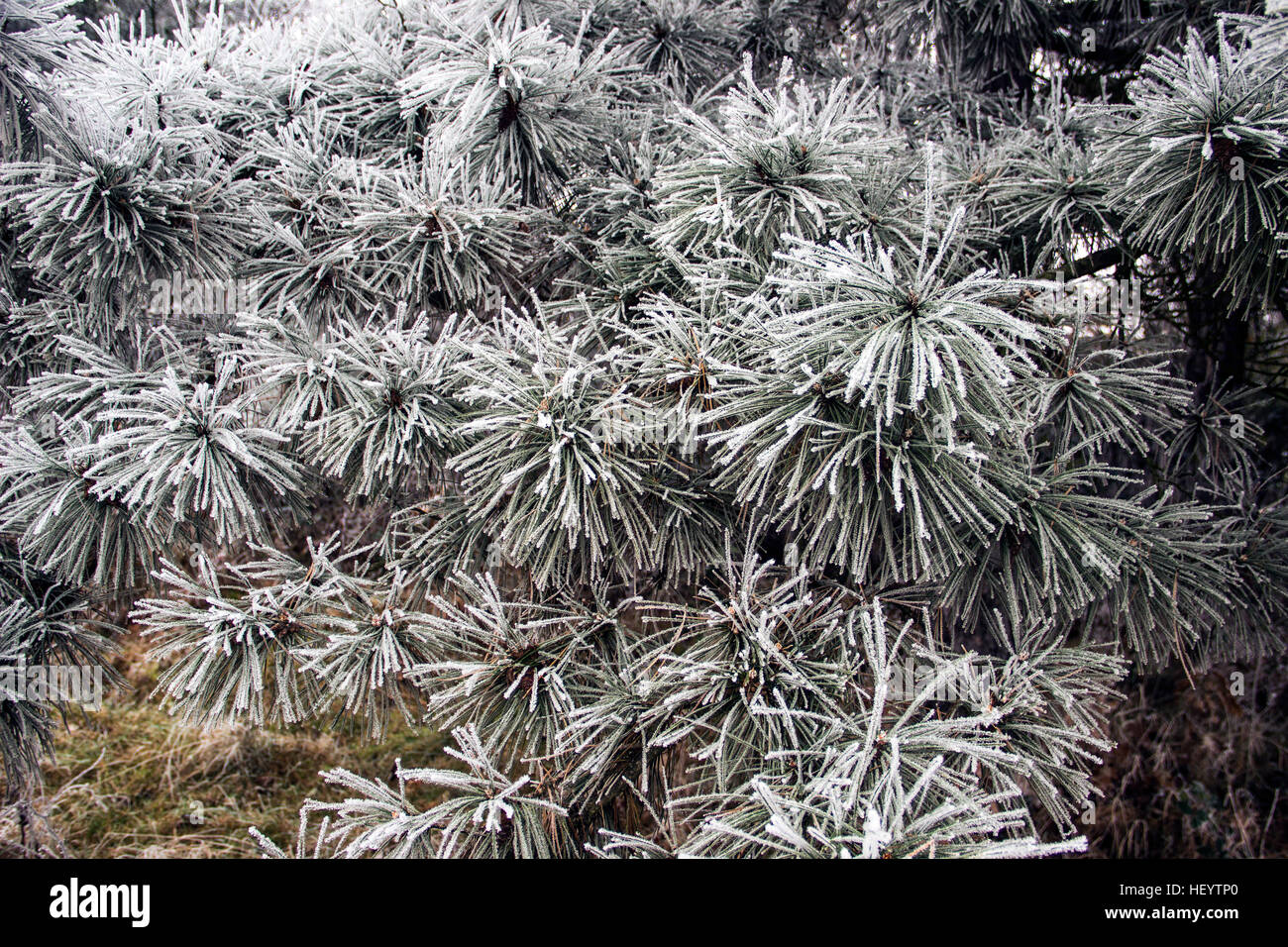 Serbia - Pine tree branch and cones covered with frost Stock Photo - Alamy