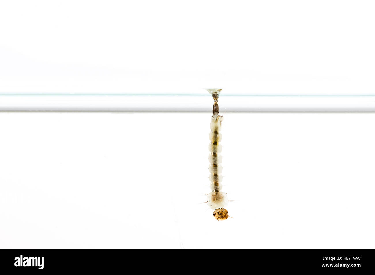 Mosquito Larvae in water on white background Stock Photo - Alamy