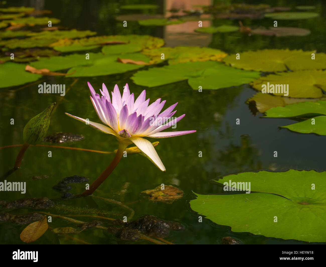 Lotus flower in pool hi-res stock photography and images - Alamy