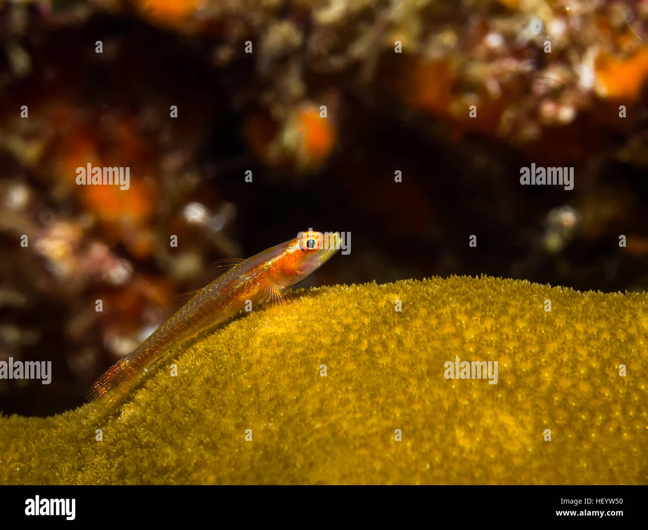 Sea life goby fish hi-res stock photography and images - Alamy