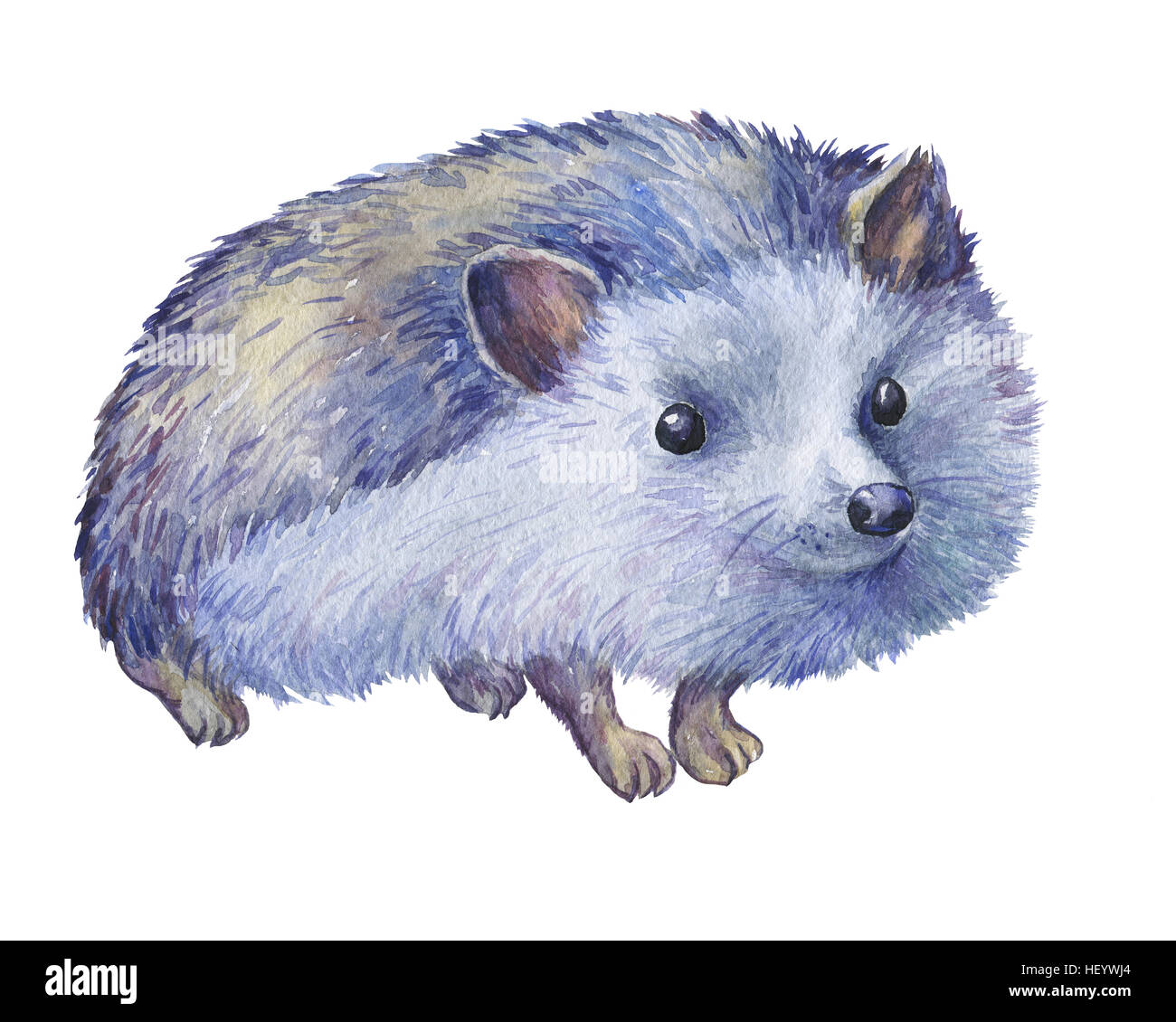 Realistic Hedgehog Drawing