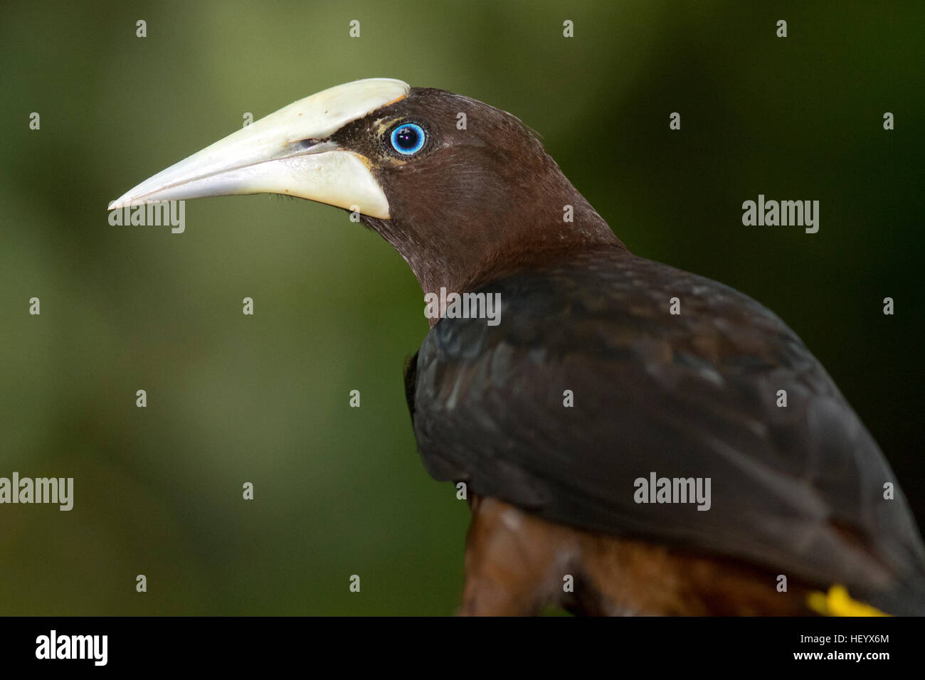 Chestnut headed oropendola hi-res stock photography and images - Alamy