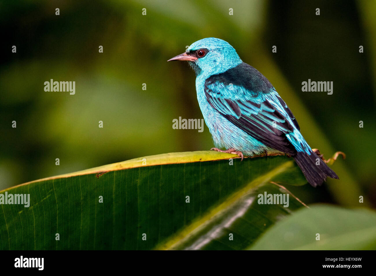 Blue Dacnis male (Dacnis cayana) - Laguna del Lagarto Lodge, Boca ...