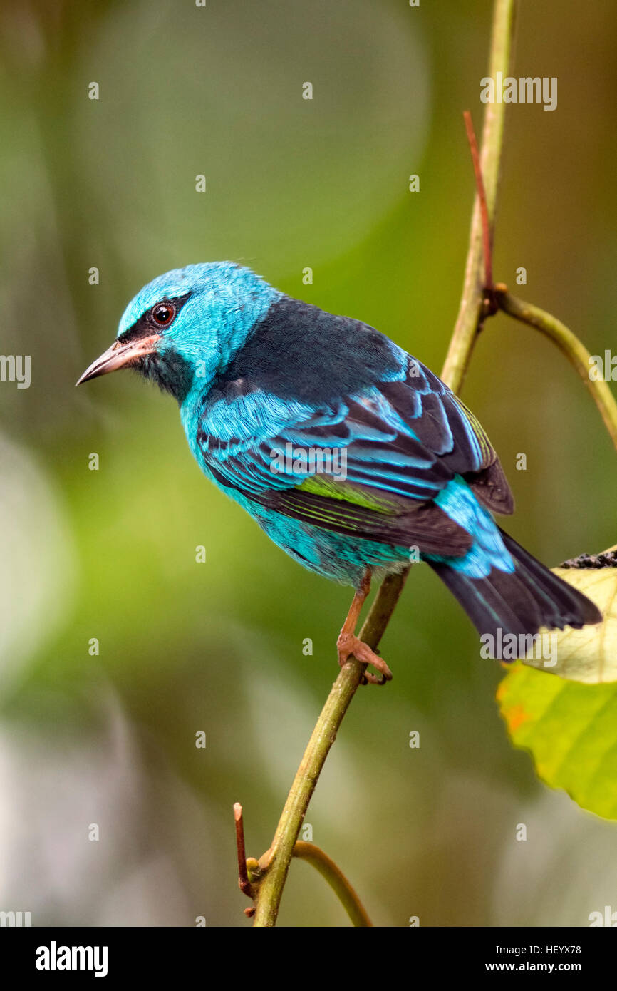 Blue Dacnis male (Dacnis cayana) - Laguna del Lagarto Lodge, Boca ...