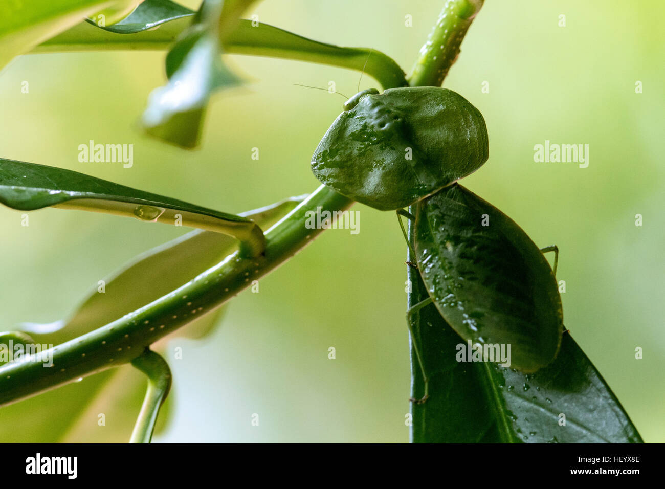 Green Leaf-mimic Praying Mantis - Laguna del lagarto Lodge, Boca Tapada ...