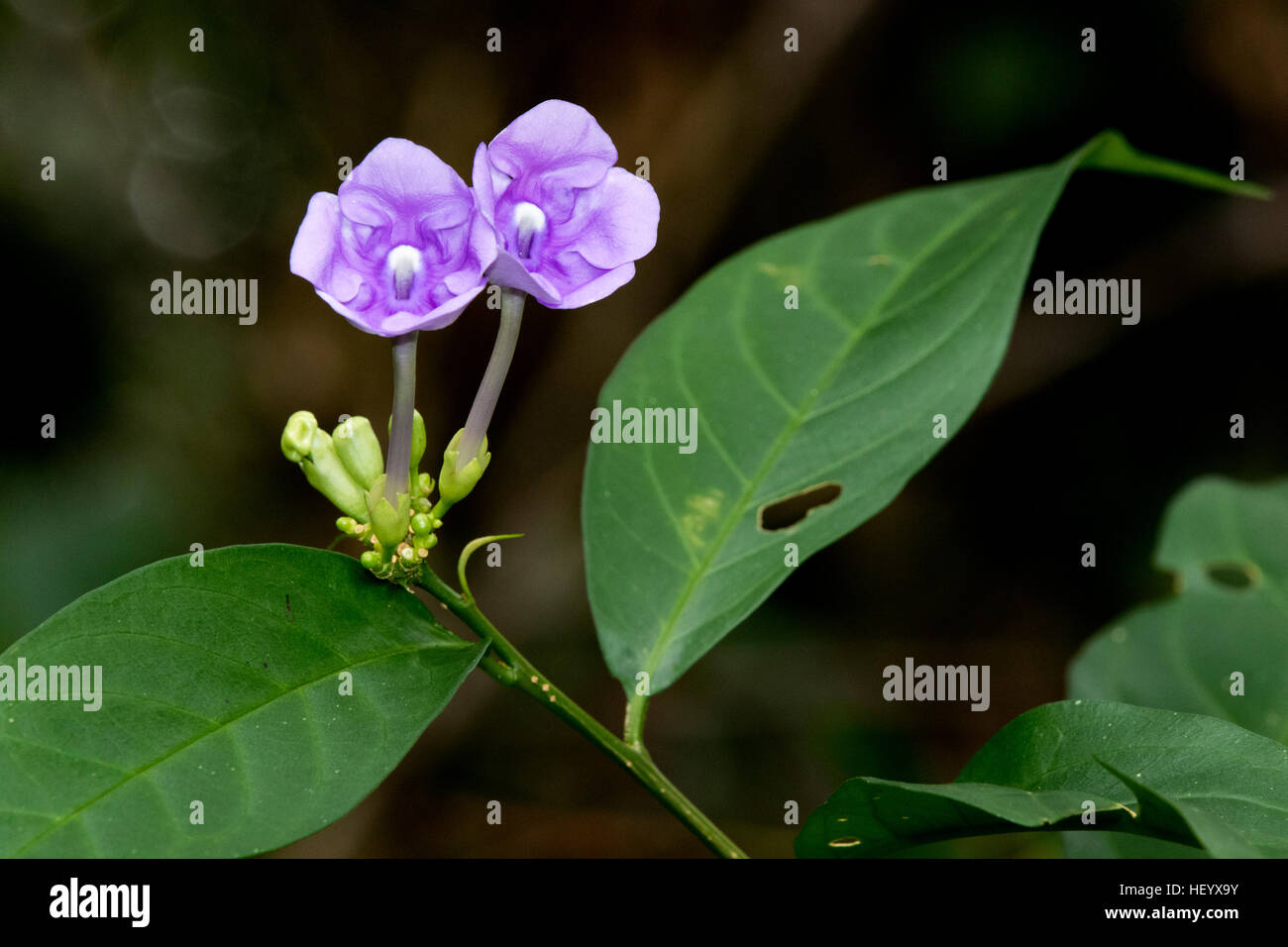 Purple Flower - Brunfelsia grandiflora species - Laguna del Lagarto ...