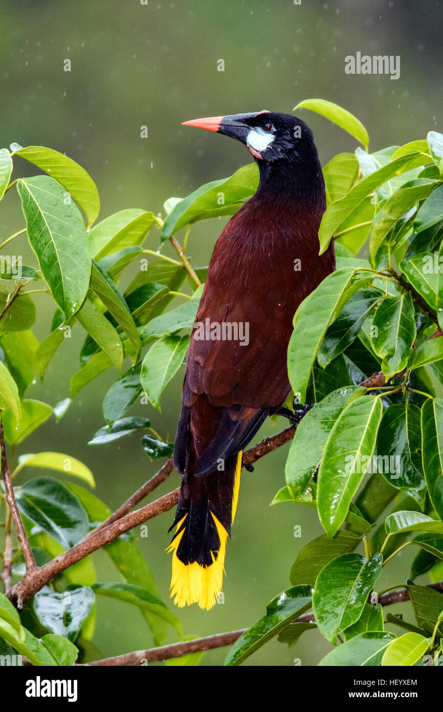 Montezuma oropendola hi-res stock photography and images - Alamy