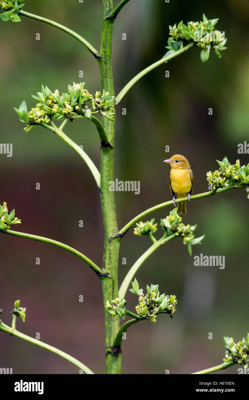 Female Summer Tanager (Piranga rubra) - La Laguna del Lagarto Lodge ...