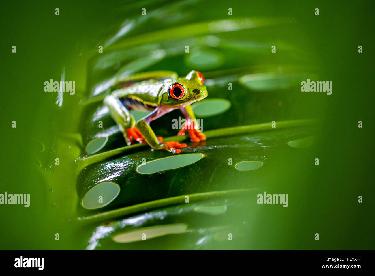 Tree hole frog hi-res stock photography and images - Alamy