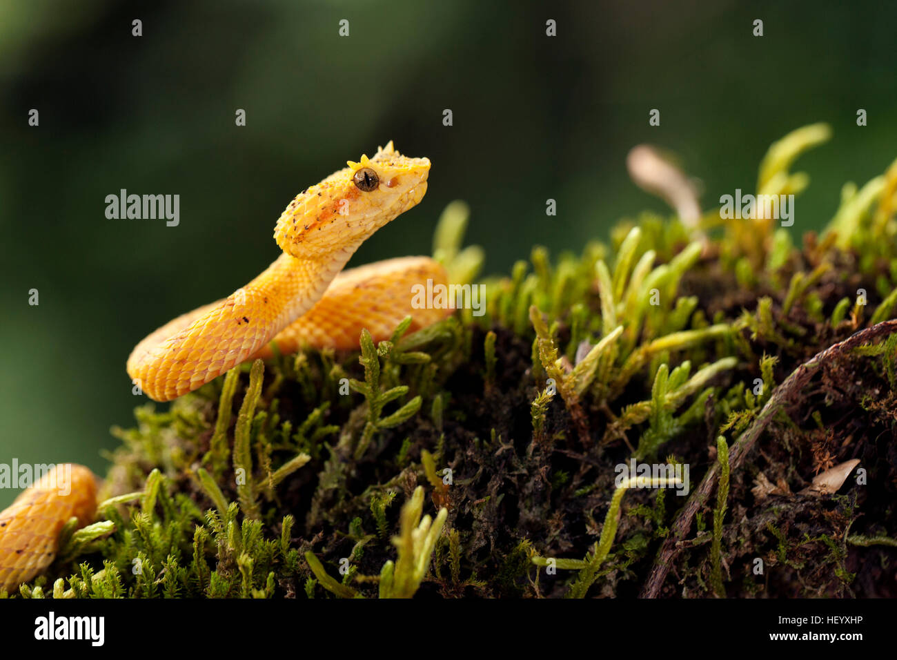 Eyelash Viper (Bothriechis schlegelii) - Laguna del Lagarto Lodge, Boca ...