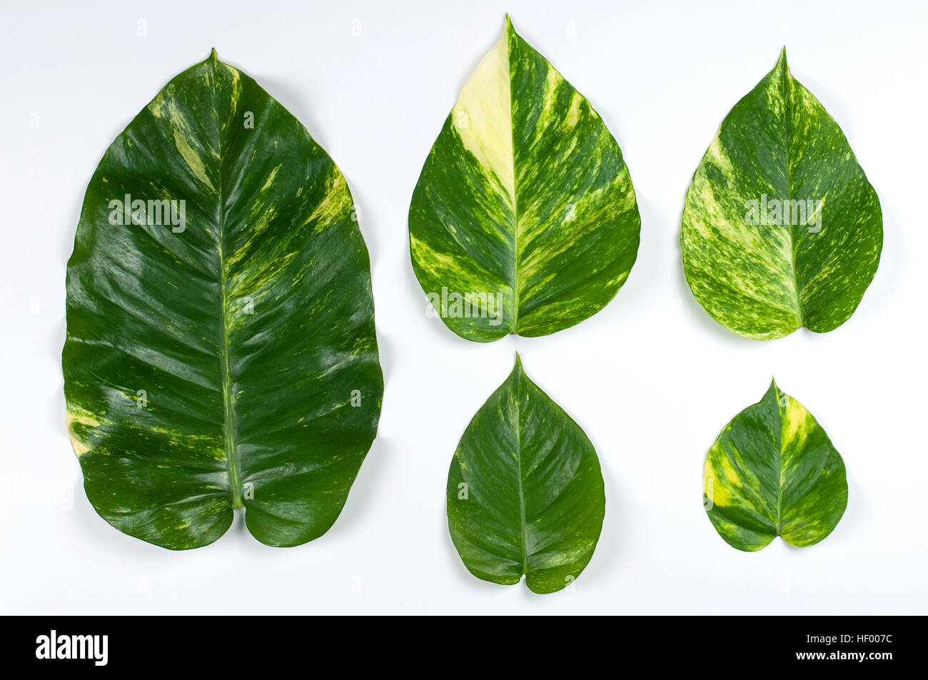 Set of golden pothos leaf on white background Stock Photo - Alamy