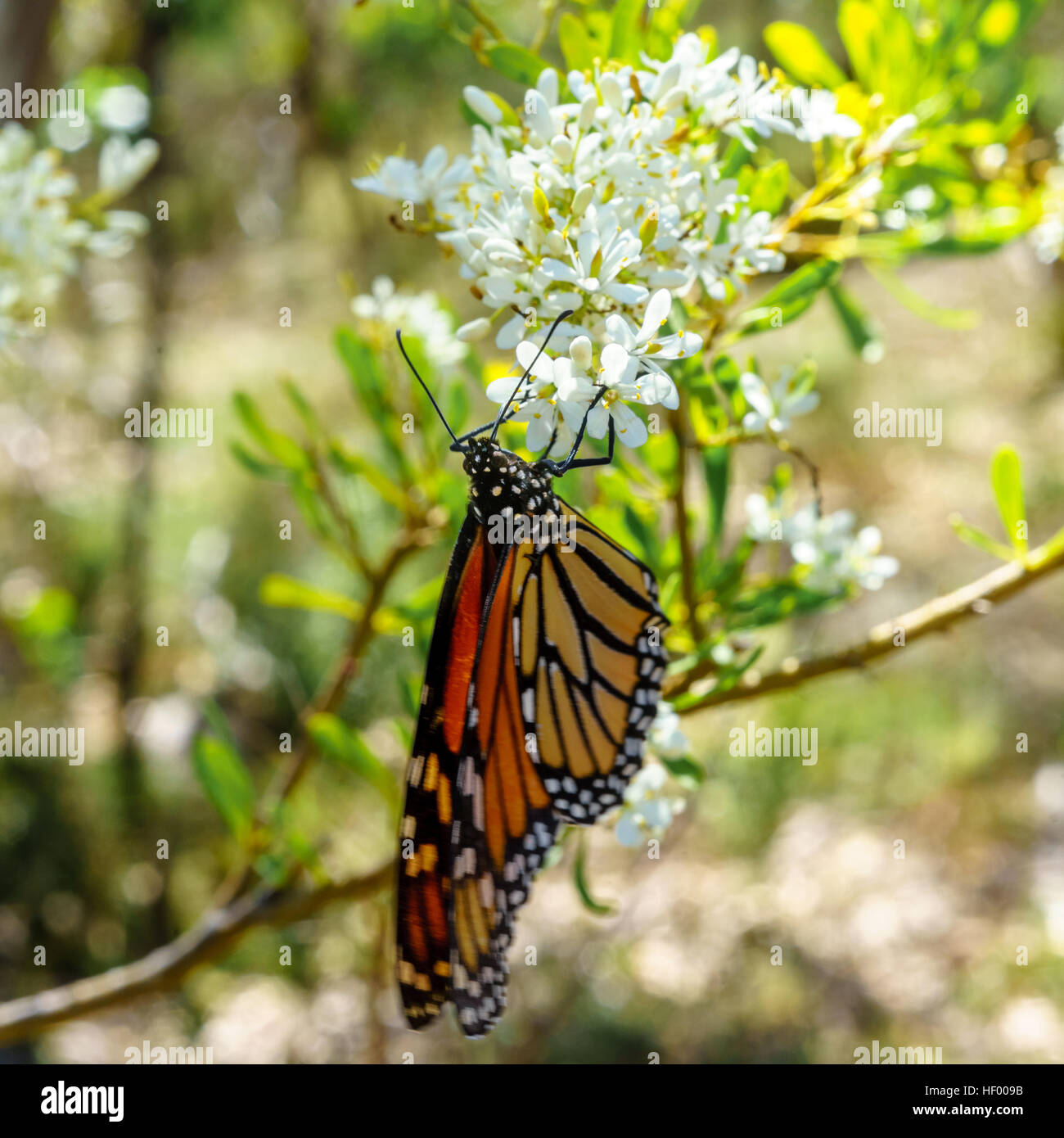 Butterflies of australia hi-res stock photography and images - Alamy