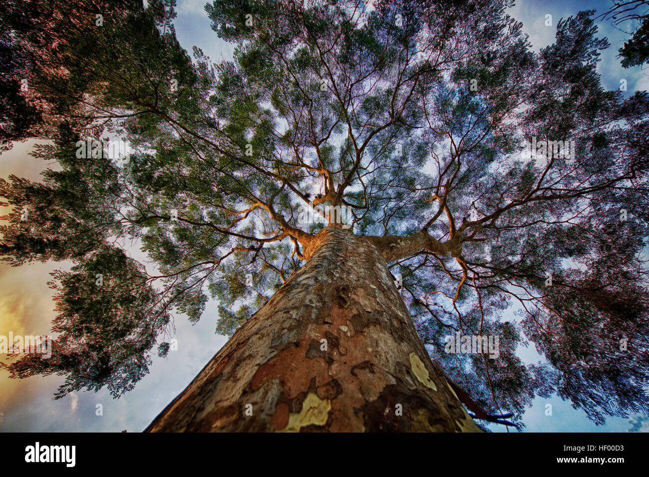 Brazil wood tree hi-res stock photography and images - Alamy