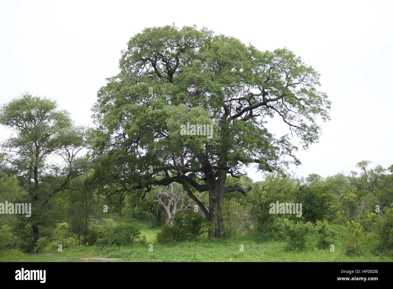 Djuma private game reserve South Africa safari tourism conservation ...