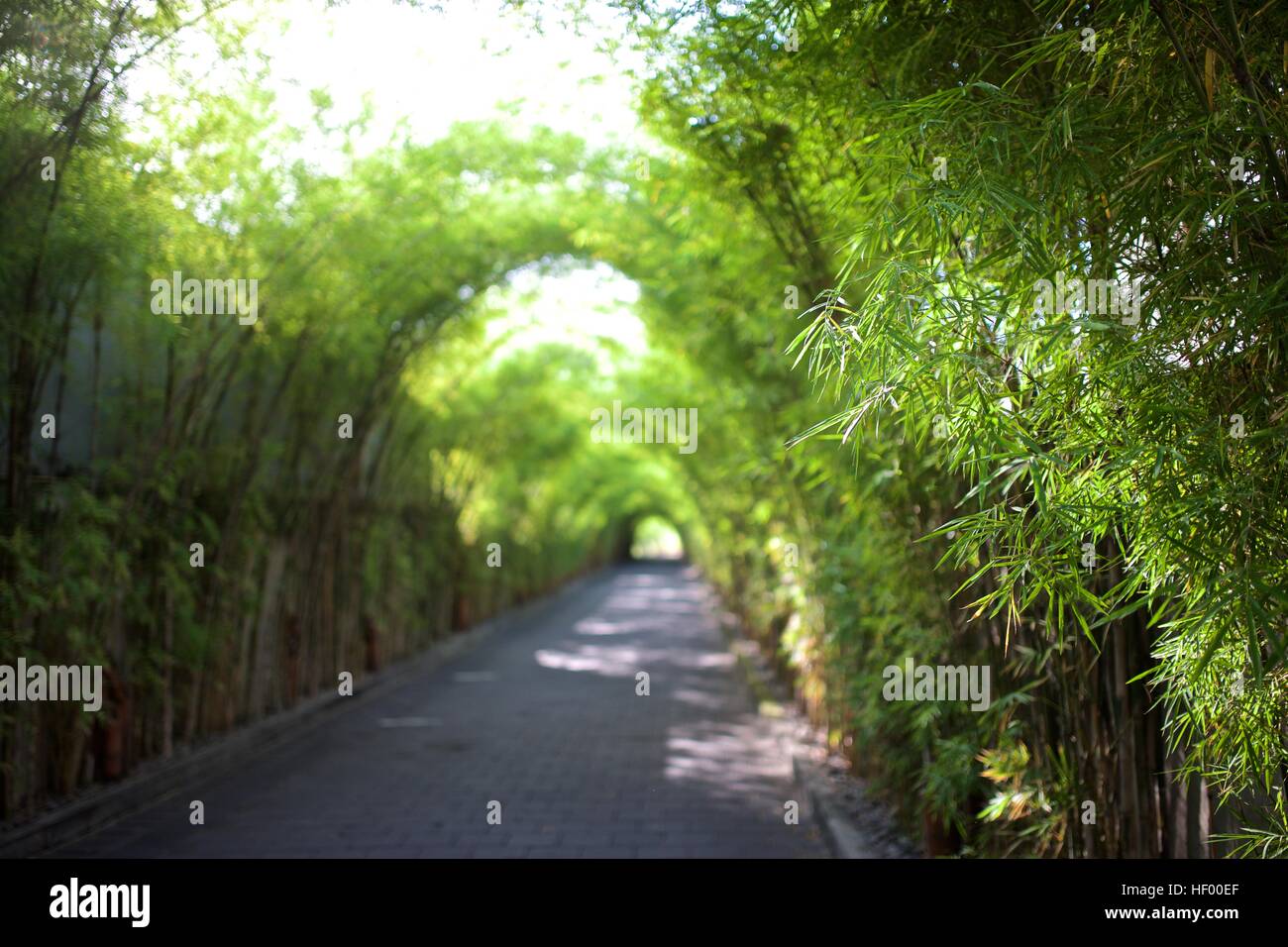 green bamboo driveway tunnel road path light leaves Stock Photo - Alamy