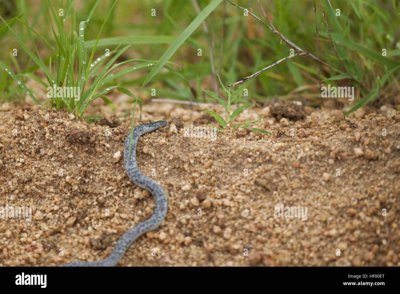 Djuma private game reserve South Africa safari tourism conservation ...