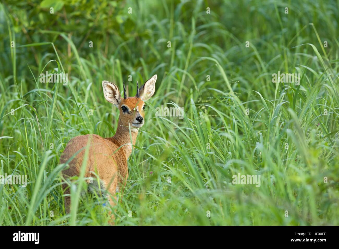 Djuma private game reserve South Africa safari tourism conservation ...