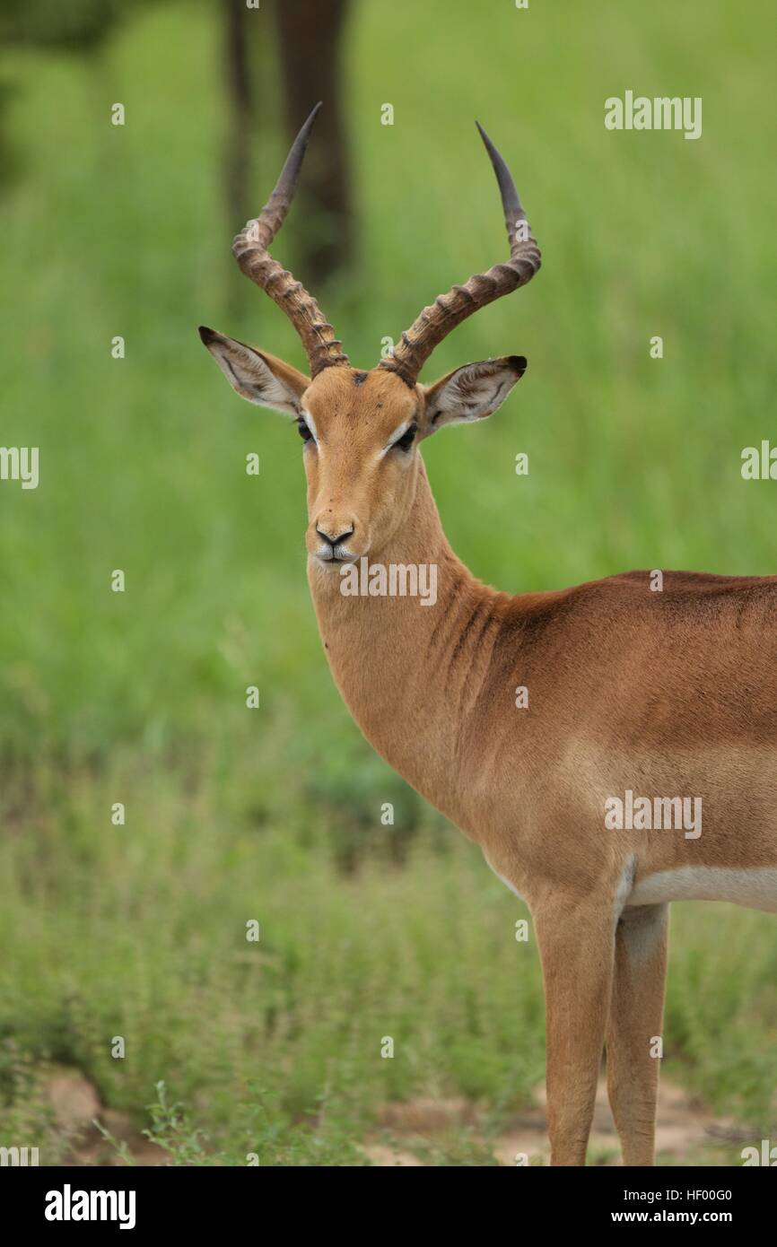 Djuma private game reserve South Africa safari tourism conservation ...