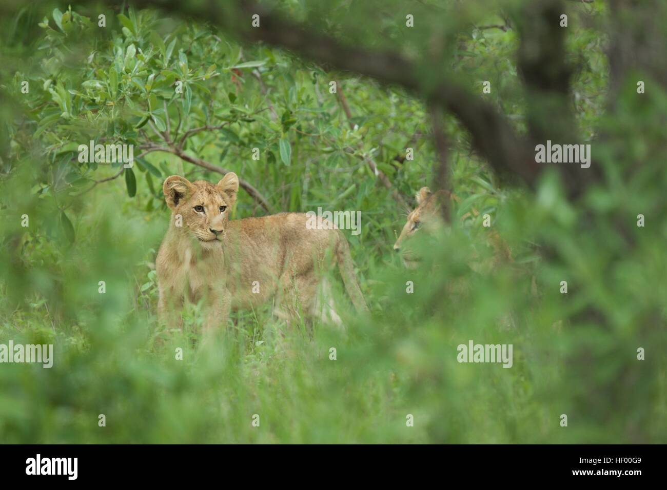 Djuma private game reserve South Africa safari tourism conservation ...