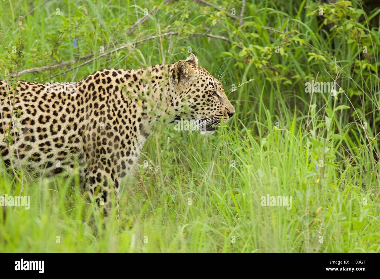 Leopard running hi-res stock photography and images - Alamy