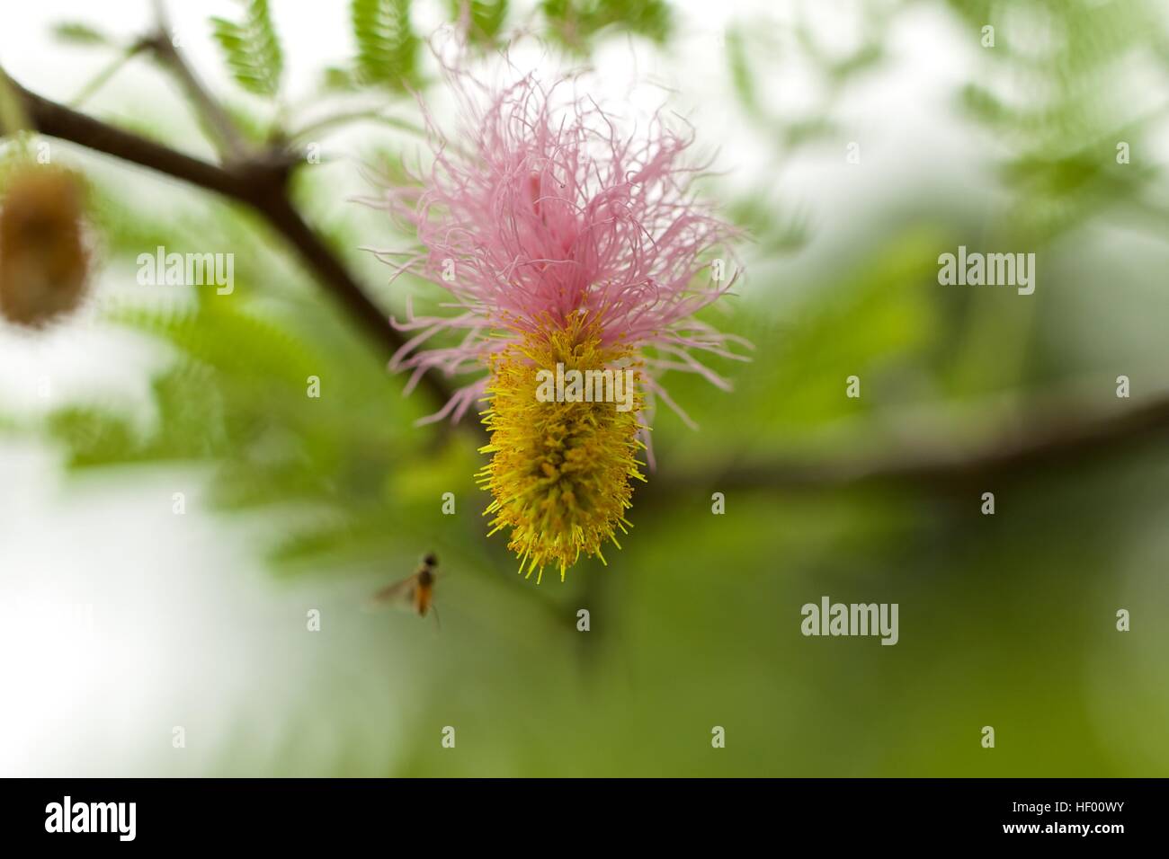 Pollination with brush hi-res stock photography and images - Alamy