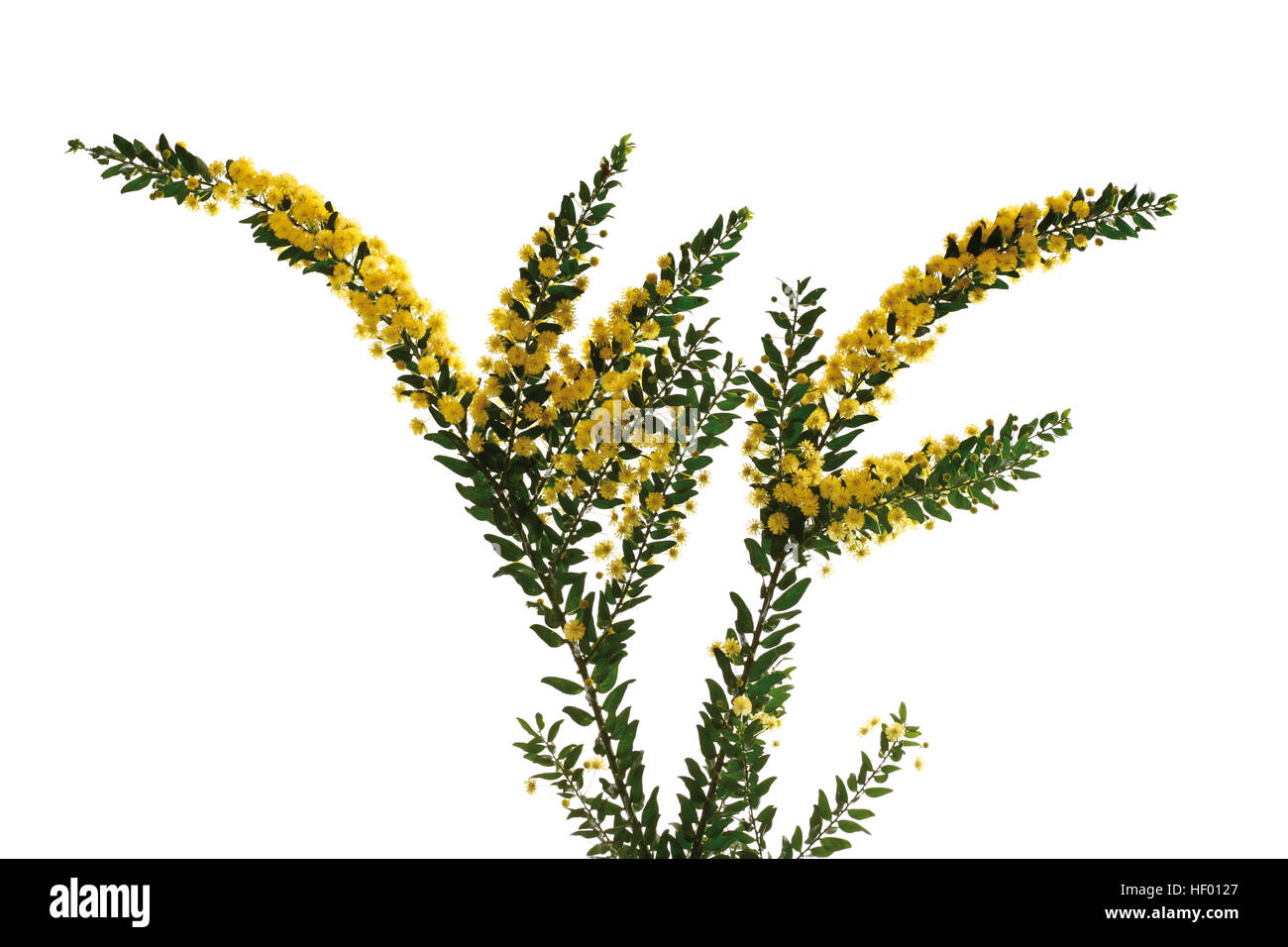 Kangaroo Thorn or Prickly Wattle (Acacia armata Stock Photo - Alamy