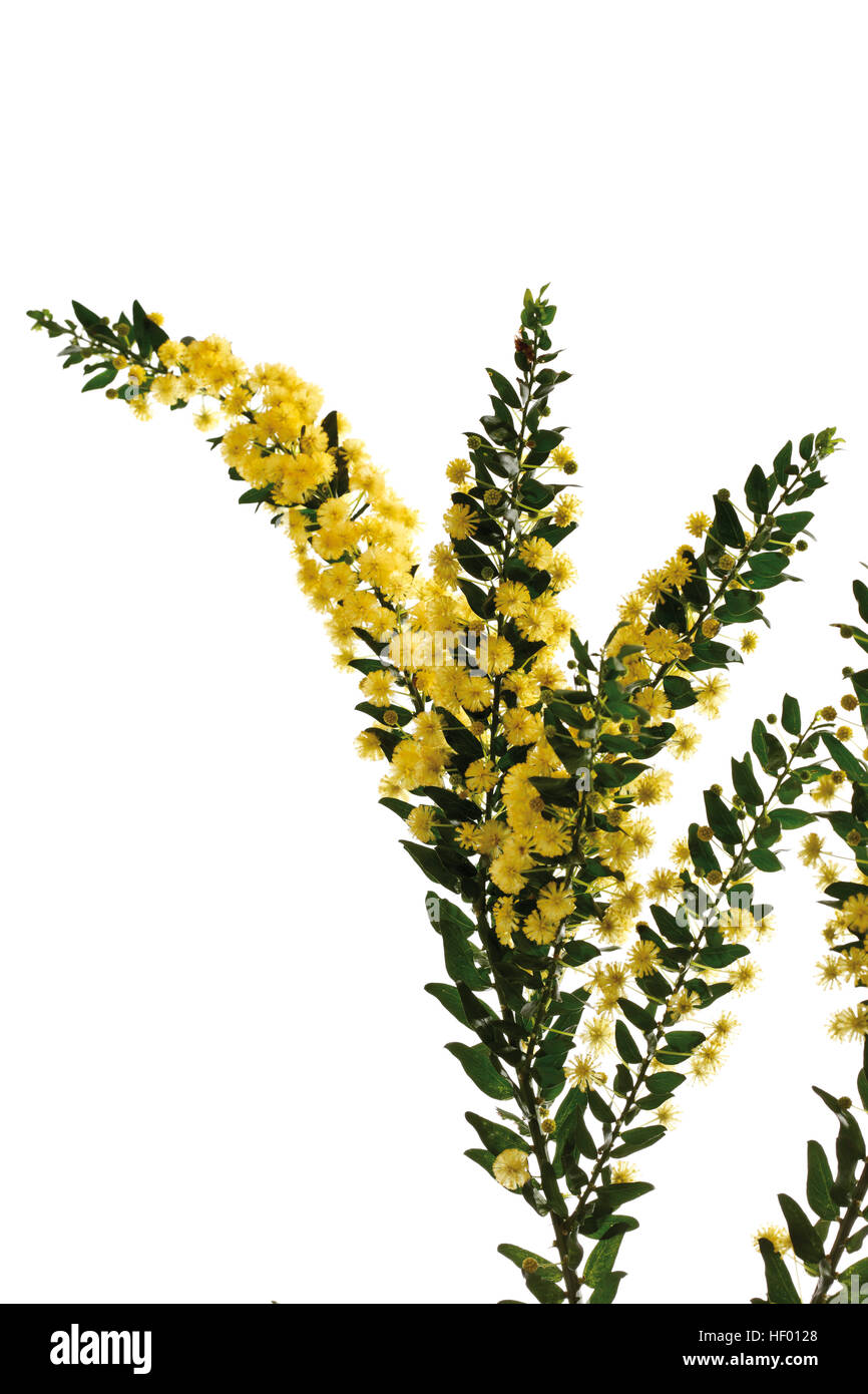 Kangaroo Thorn or Prickly Wattle (Acacia armata Stock Photo - Alamy