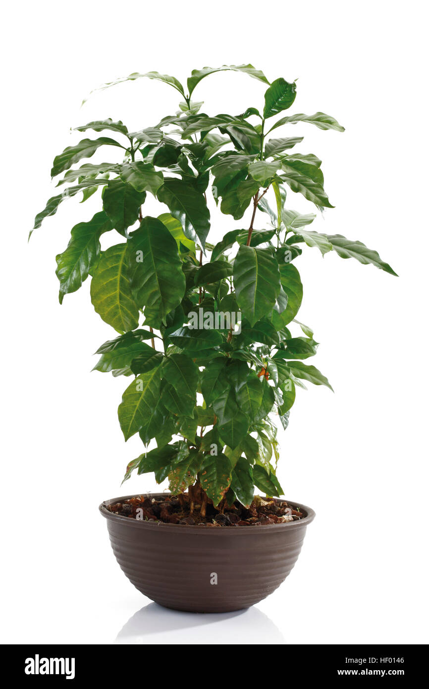 Potted Coffee plant (Coffea Stock Photo - Alamy
