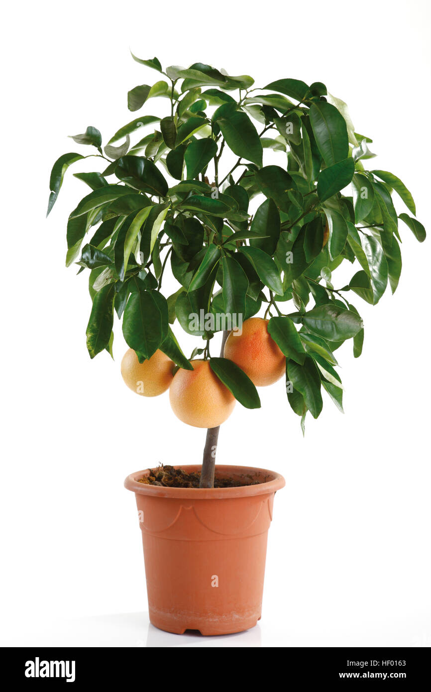 Grapefruit trees hi-res stock photography and images - Alamy