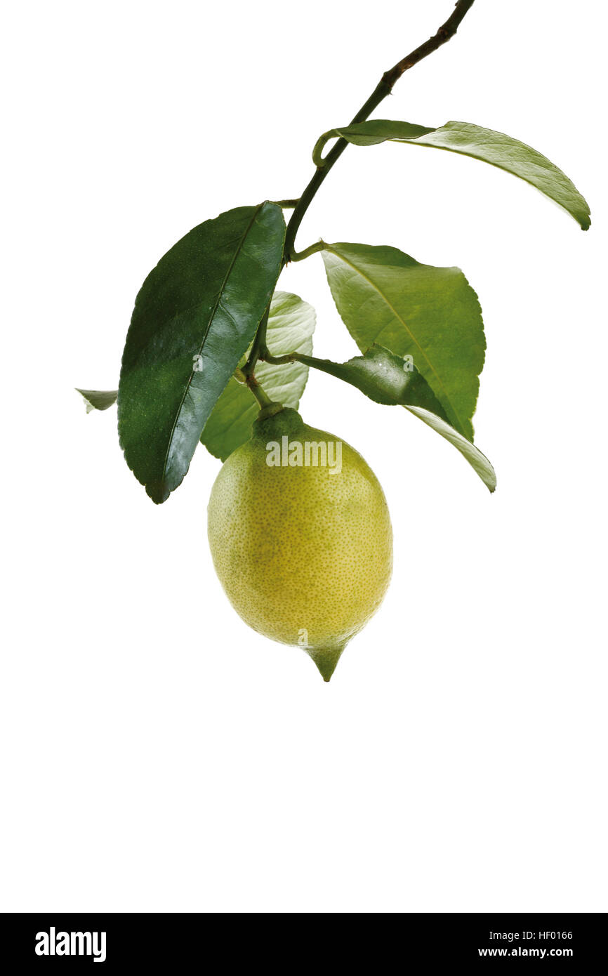 Lemon on branch with leaves (Citrus × limon Stock Photo - Alamy