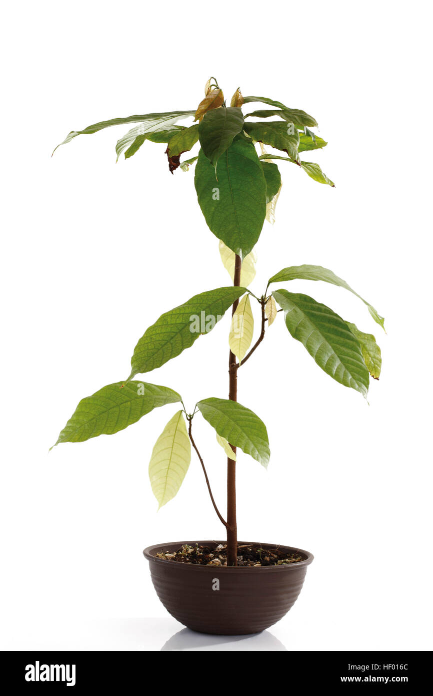 Potted Cacao plant (Theobroma cacao Stock Photo - Alamy