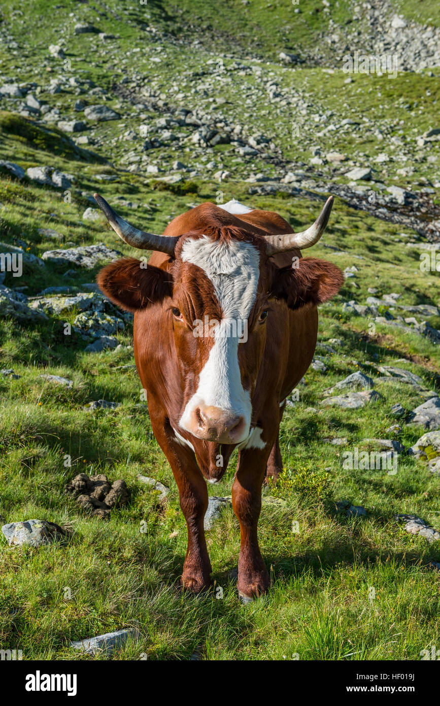Austrian cow hi-res stock photography and images - Alamy