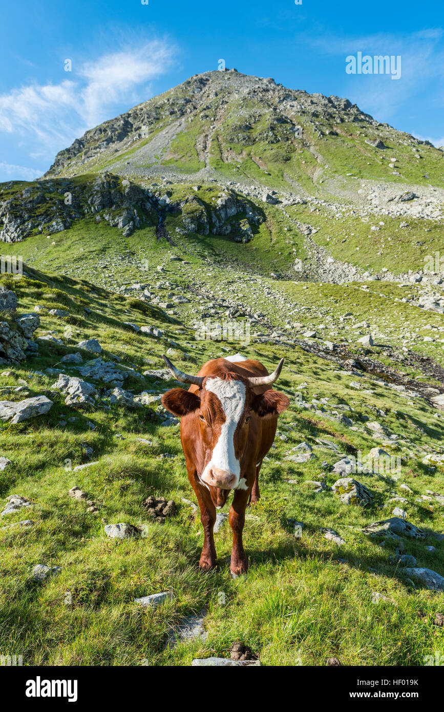 Austrian cow hi-res stock photography and images - Alamy