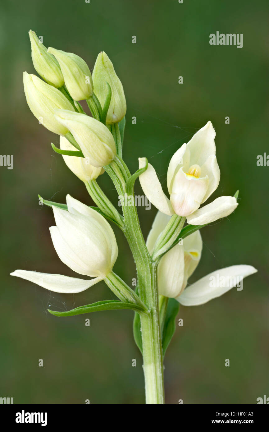 White Helleborine (Cephalanthera damasonium), Veneto, Italy Stock Photo ...
