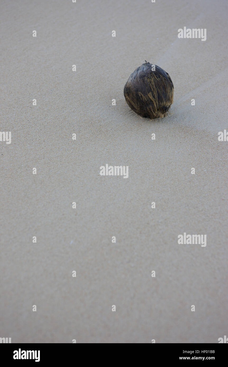 Fallen coconut on the beach Stock Photo - Alamy