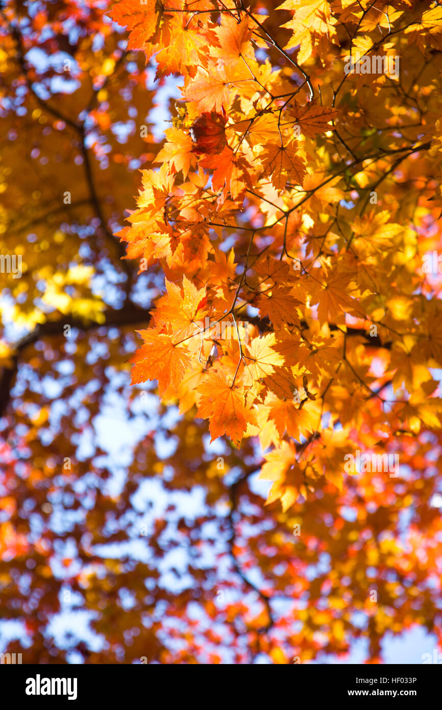 The scenery of Autumn Stock Photo - Alamy