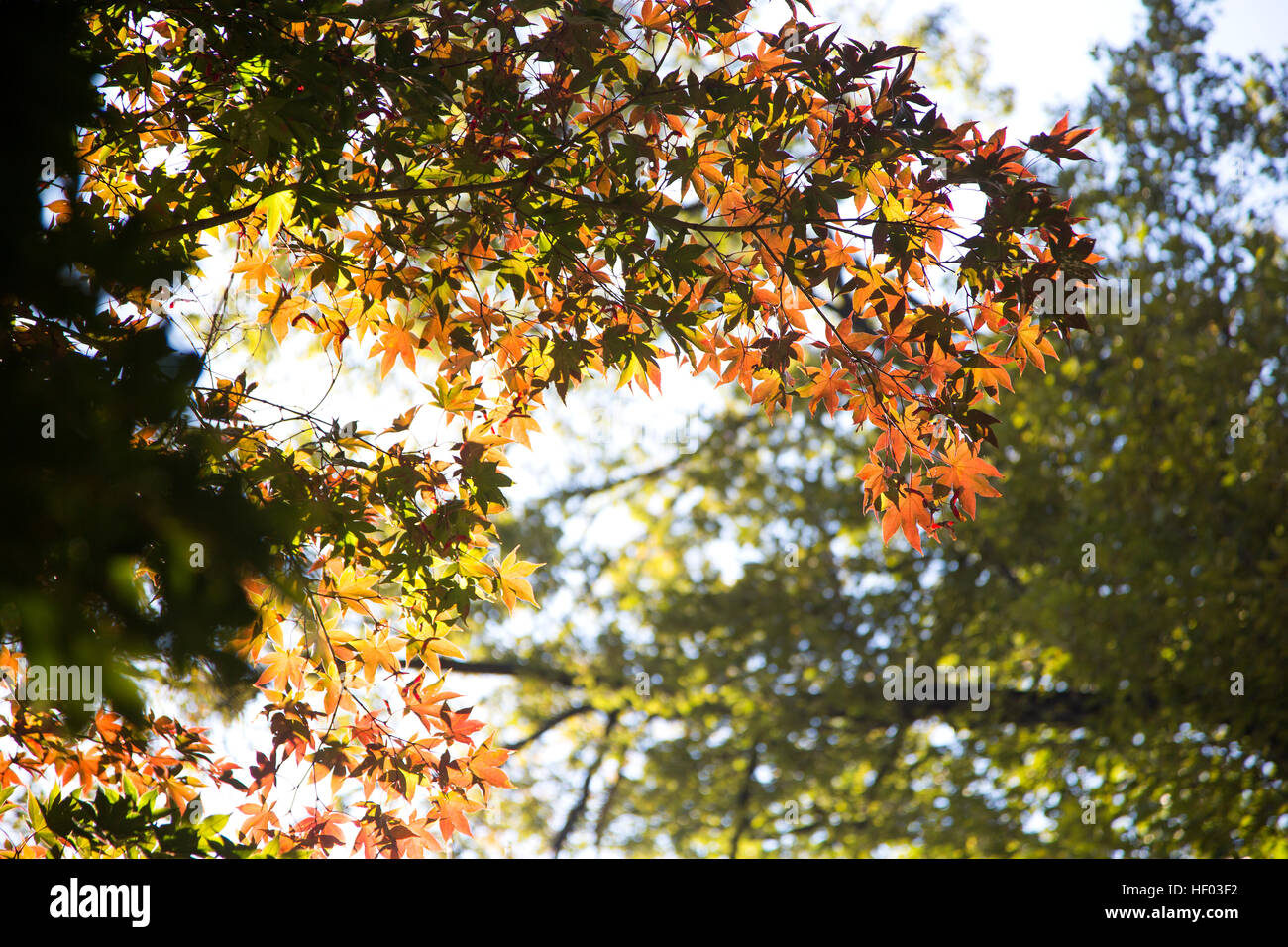 The scenery of Autumn Stock Photo - Alamy