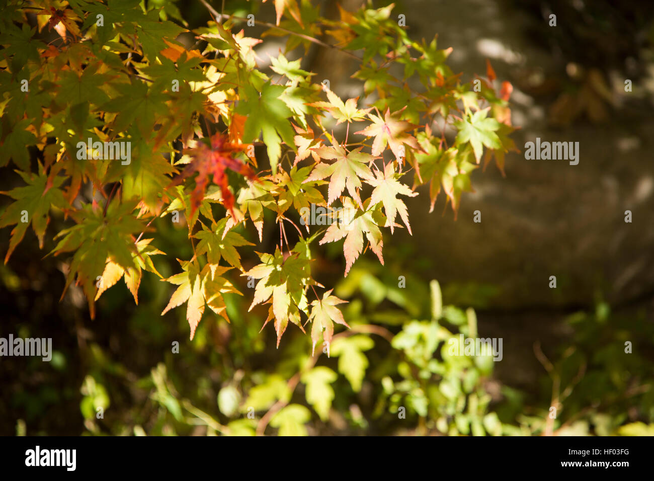 The scenery of Autumn Stock Photo - Alamy