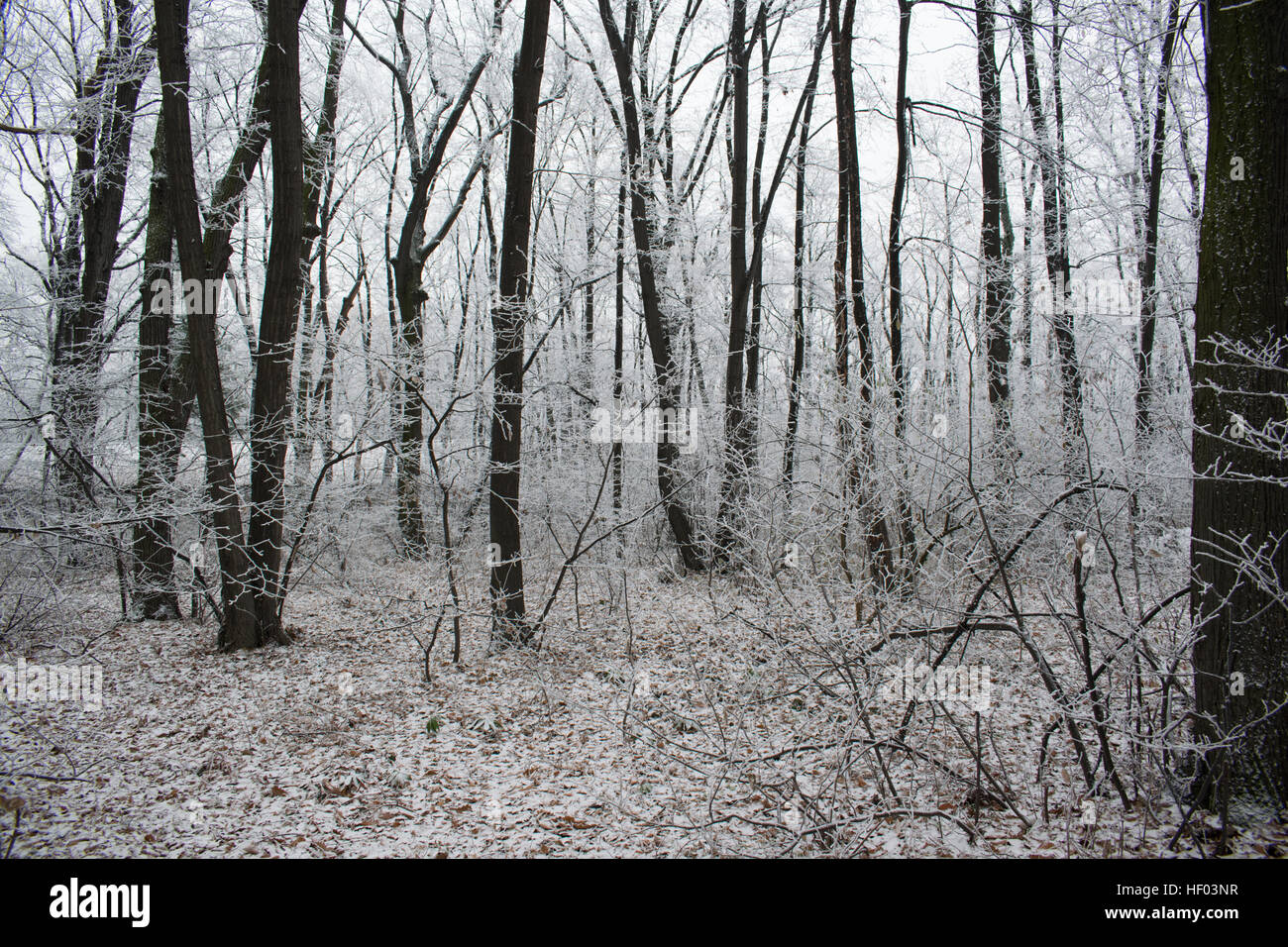 Snowy forest with frozen icy branches and fallen leaves still visible ...