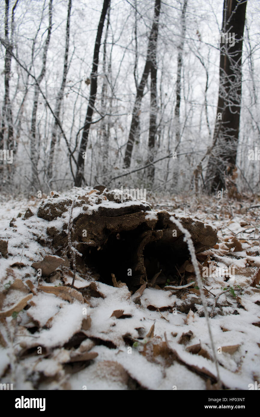 Fallen tree in the snowy forest with frozen icy branches and fallen ...