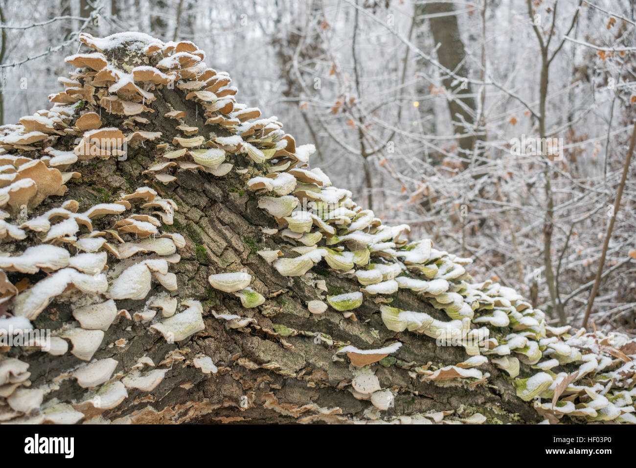 Snow white mushrooms hi-res stock photography and images - Alamy
