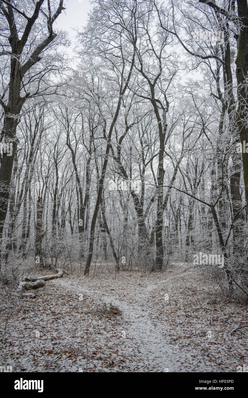 Path in the snowy forest with frozen icy branches and fallen leaves ...